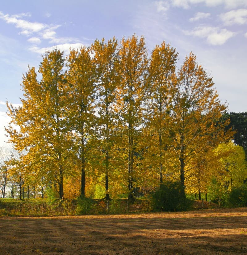 Six trees stock image. Image of leaves, leaf, horizontal - 2321515