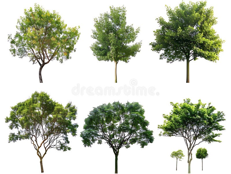 Six Trees are Isolated on a White Background, Each with a Distinct ...