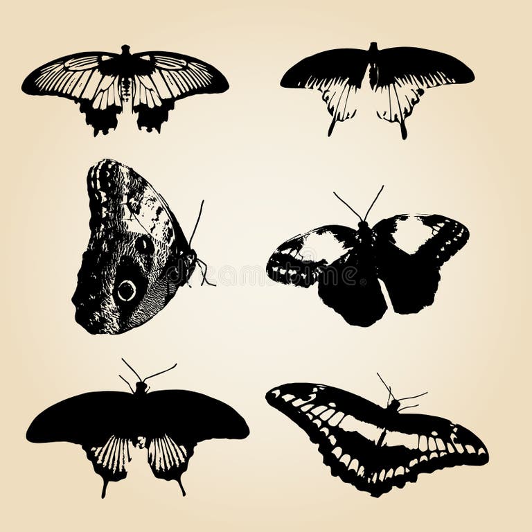 Fly Types Stock Illustrations – 1,416 Fly Types Stock Illustrations ...