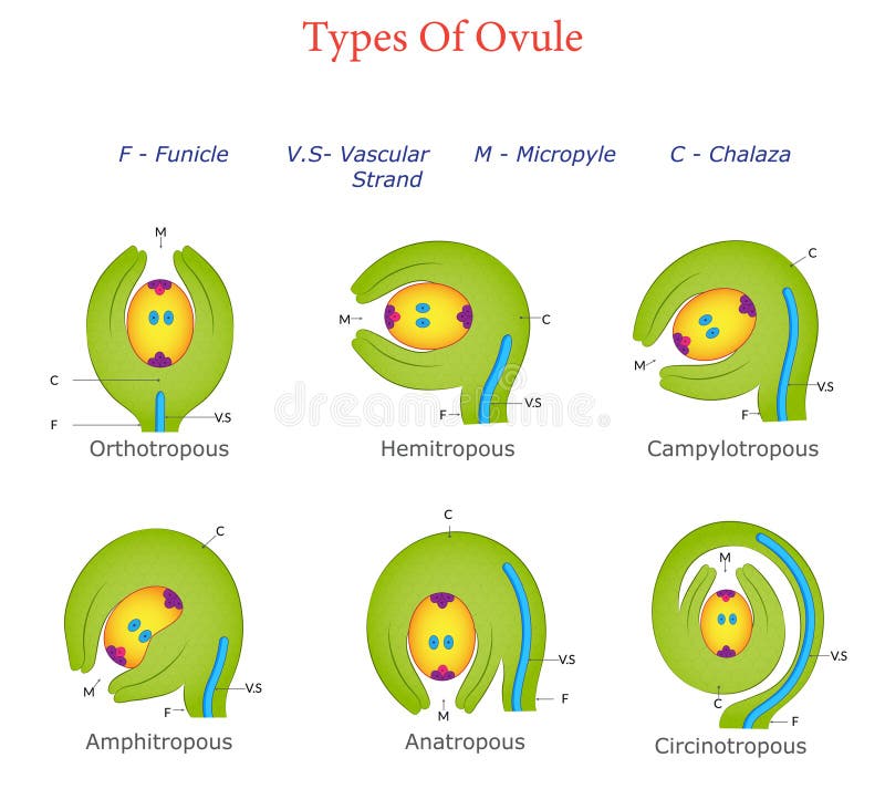 Six Types of Ovules Illustrated Classification and Structure Stock ...