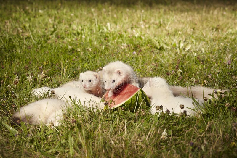 Six Weeks Old Ferret Babies in Grass with Watermelon Stock Image ...