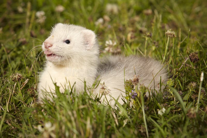 Six Weeks Old Ferret Baby in Grass Stock Photo - Image of baby, forest ...