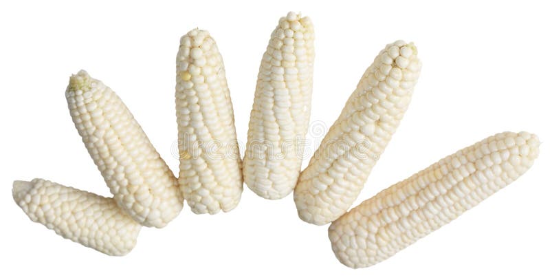 White corn stock photo. Image of golden, closeup, farm - 10274984