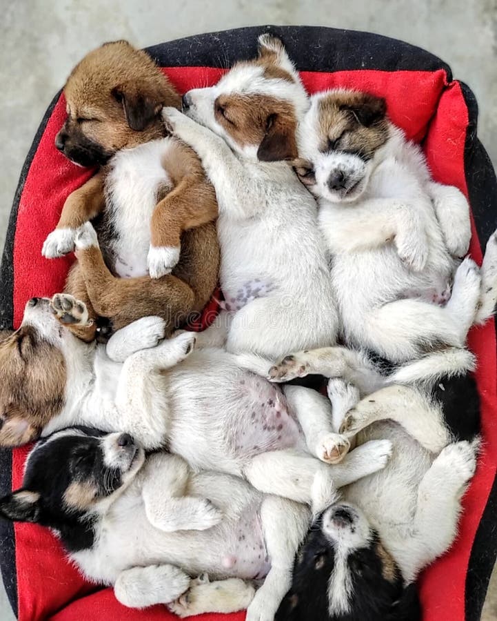 Six White Cute Puppies Pet`s Stock Photo - Image of brown, isolated ...