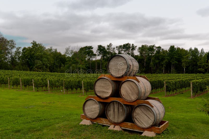 Fruit Of An Oak Tree Ripe In Autumn Stock Image - Image of color, live ...