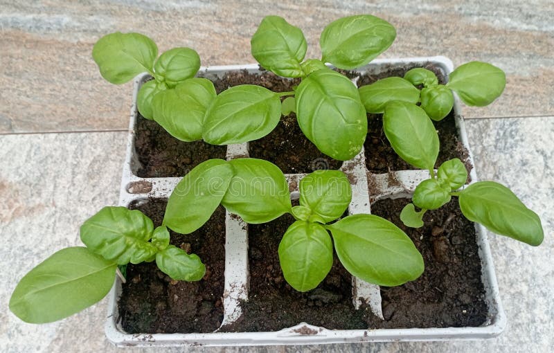 Six Young Basil Seedlings in a Container Stock Image - Image of ...