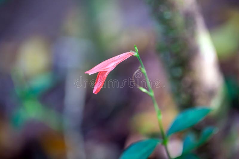 Dicliptera Sexangularis Stock Photos - Free & Royalty-Free Stock Photos ...