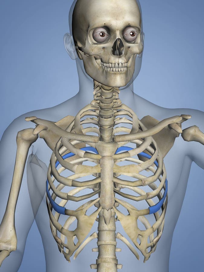 Sixth Rib, Rib Cage, 3D Model Stock Illustration - Illustration of ...