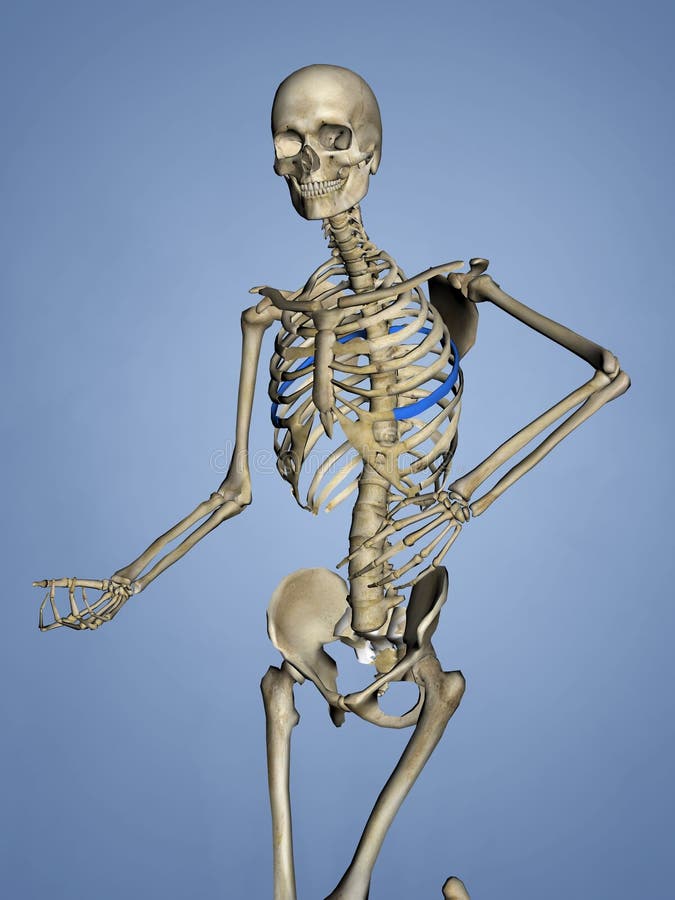 Sixth Rib, Rib Cage, 3D Model Stock Illustration - Illustration of body ...