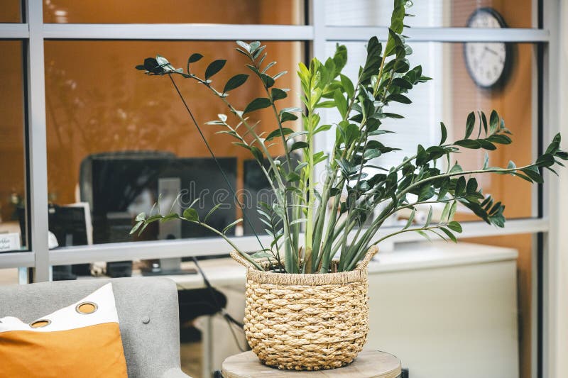 Sizable Potted Plant on a Table Surface. Stock Image - Image of vibrant ...
