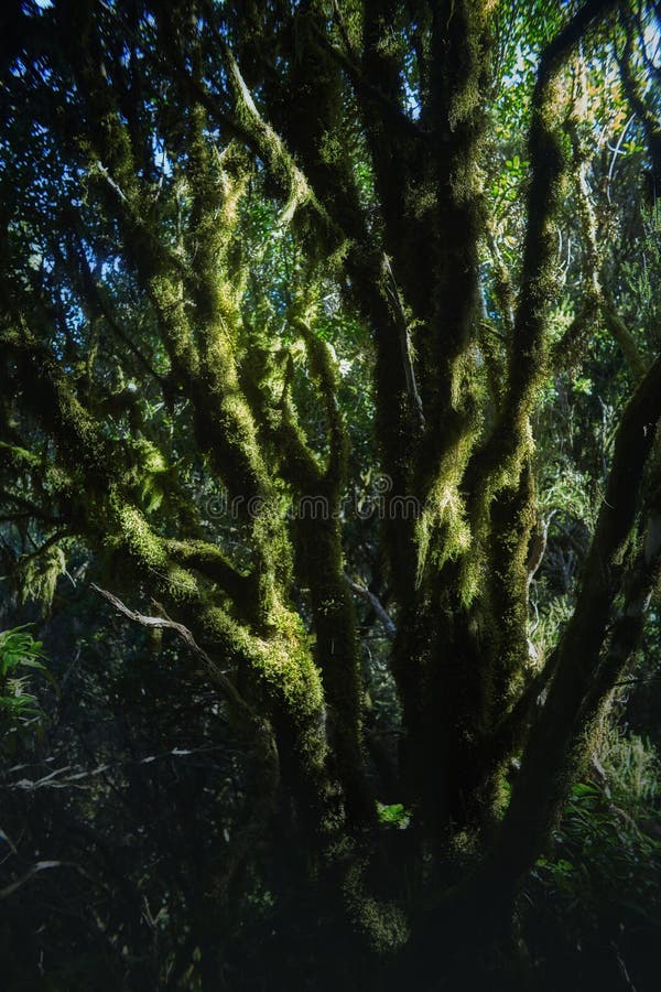 Sizable Tree Covered in Abundant Green Moss, Showcasing a Rich ...