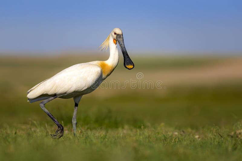 A Wonderful Bird Named after Its Spoon-shaped Beak. Eurasian Spoonbill ...