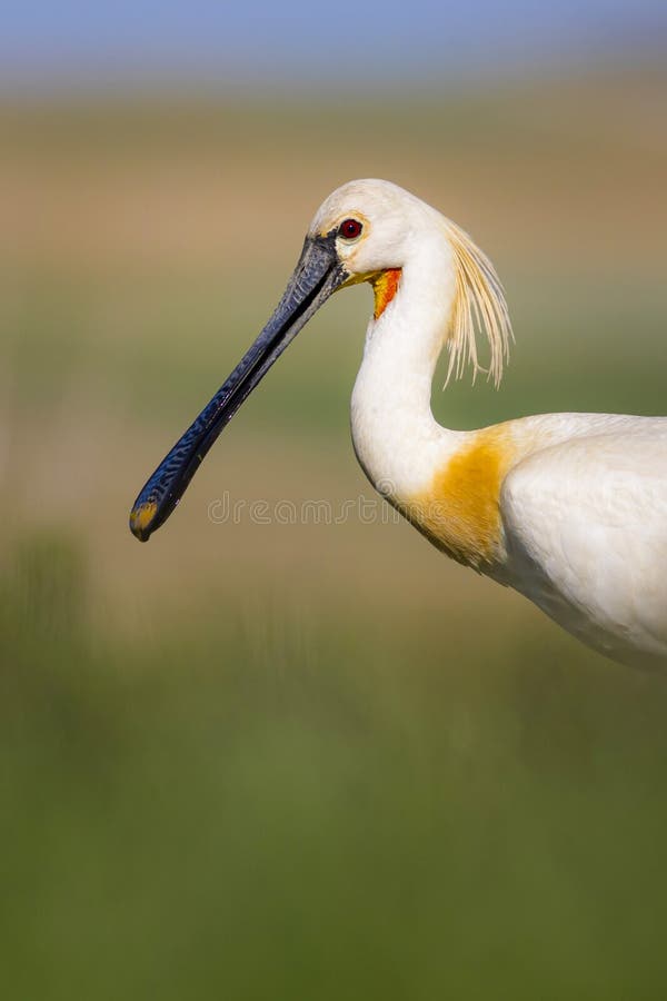 A Wonderful Bird Named after Its Spoon-shaped Beak. Eurasian Spoonbill ...