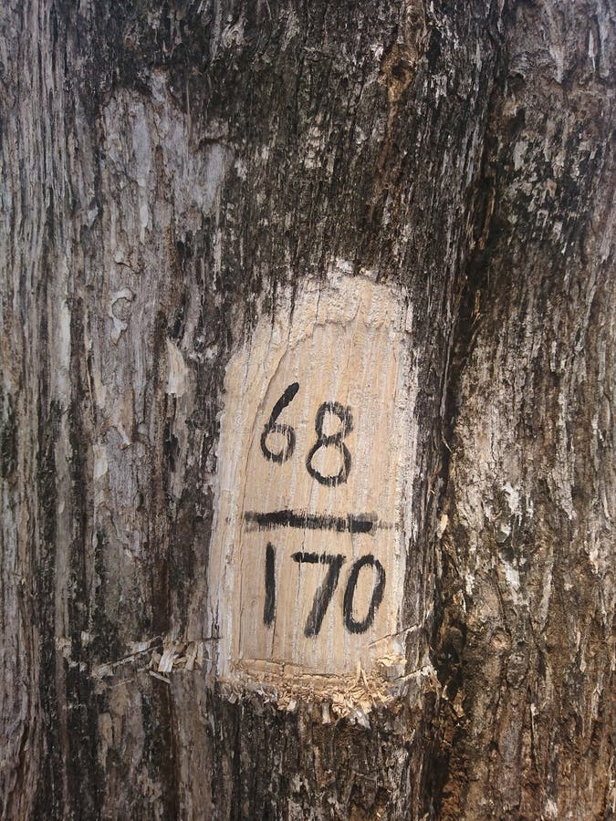 The Size of the Teak Tree Written As a Marker Stock Image - Image of ...