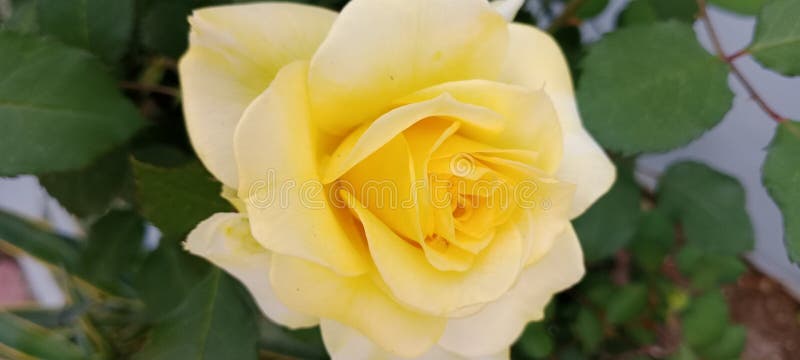 Sizzling vala rose stock image. Image of petal, leaf - 271754099