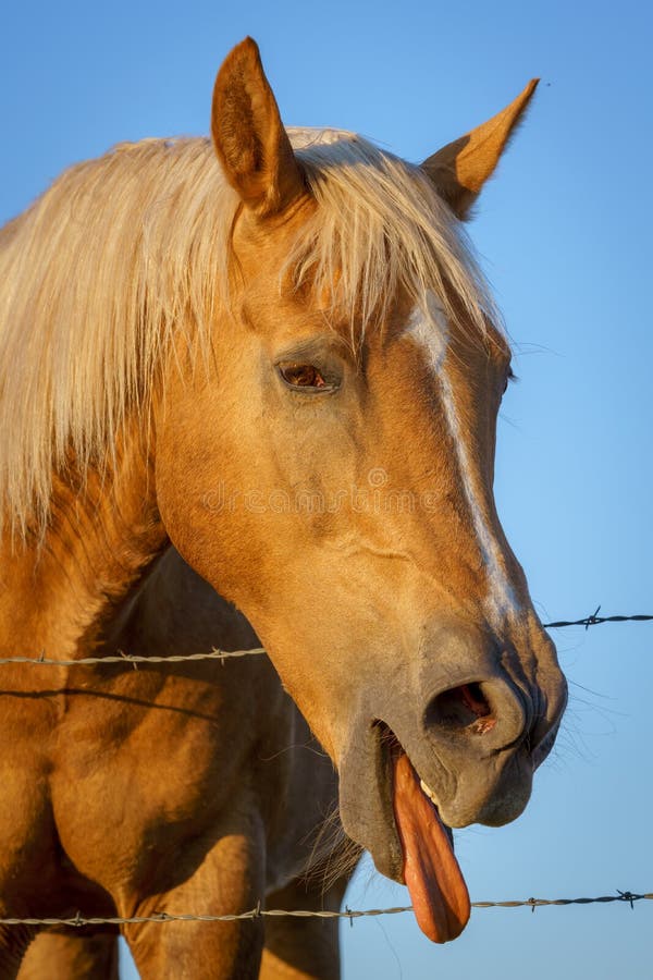 Rolig häst fotografering för bildbyråer. Bild av tänder - 59533221