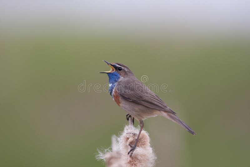 Sjunga för bluethroat fotografering för bildbyråer. Bild av medf8ort ...