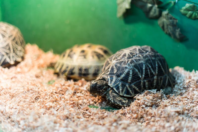 Exotisk Vit Orm I Terrariumen Arkivfoto - Bild av terarium, krullat ...