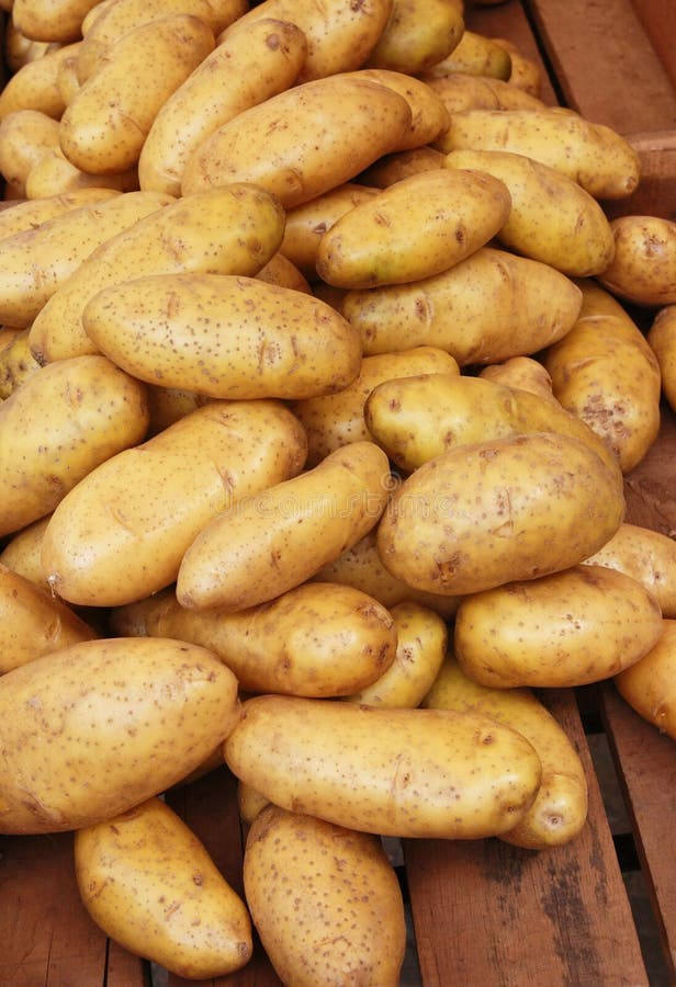 Potatissäckar arkivfoto. Bild av fett, lantbruk, banta - 7837124