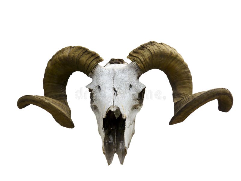 Inhemsk hästskalle fotografering för bildbyråer. Bild av kvalitets ...