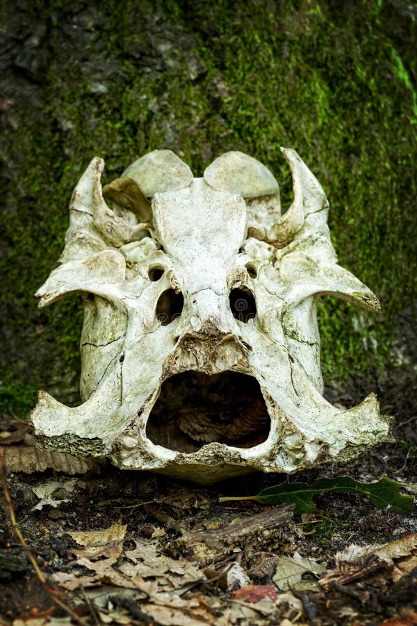 Skalle fotografering för bildbyråer. Bild av angus, horn - 34140845