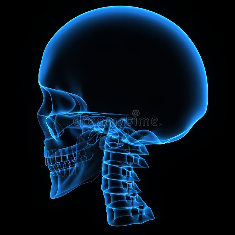 Skalle stock illustrationer. Illustration av skalle, hals - 47649211