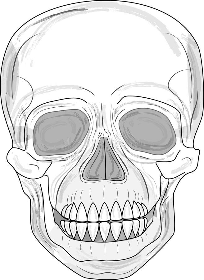 Skalle 2 stock illustrationer. Illustration av besittning - 47926613