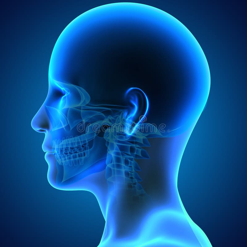 Skalle med ansikte stock illustrationer. Illustration av kropp - 47649182