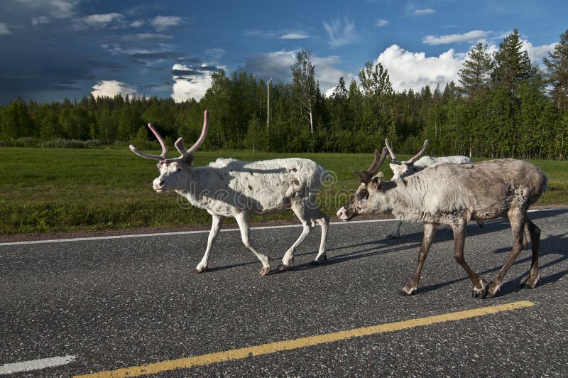 Rendier in De Zomer in Noordpoolnoorwegen Stock Foto - Image of dier ...