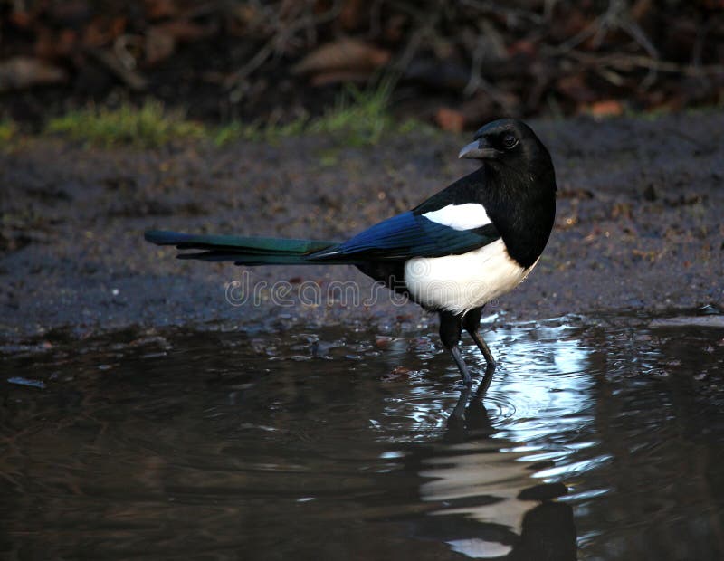 Skata fotografering för bildbyråer. Bild av grön, skata - 84860333