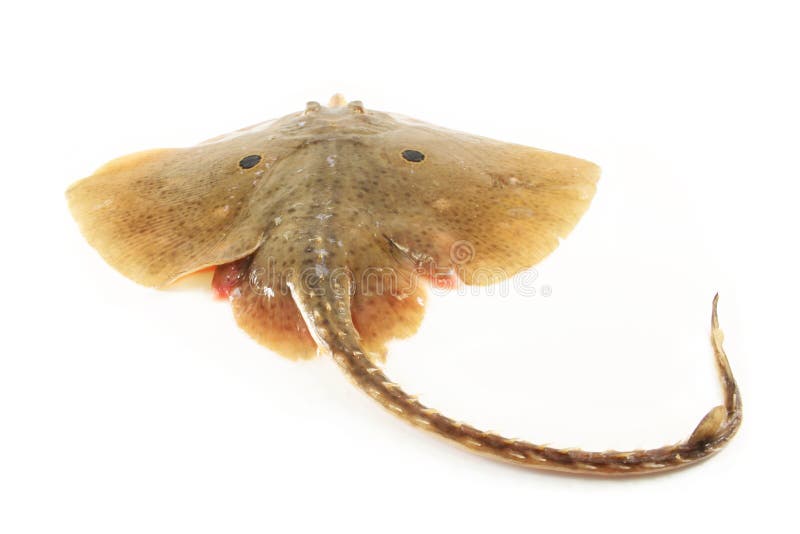 1,485 Skate Fish Stock Photos - Free & Royalty-Free Stock Photos from ...