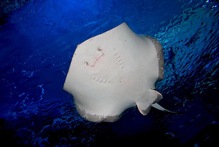 Skate ray stock image. Image of beautiful, blue, aquarium - 14980301