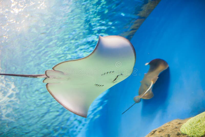 Skate stingray aquarium stock photo. Image of fish, ocean - 80210106