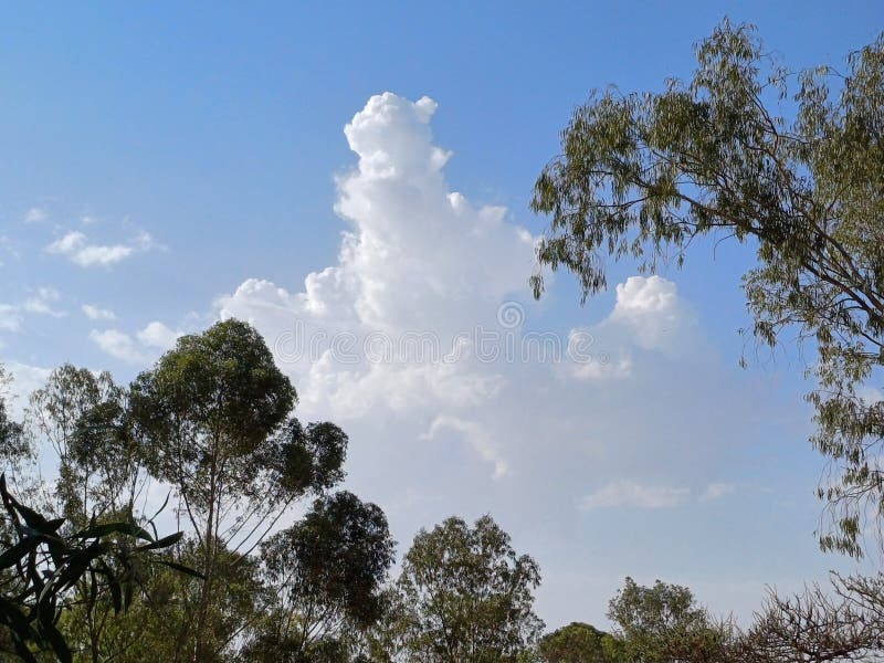 Skay and tree stock image. Image of flower, hill, plant - 391742923