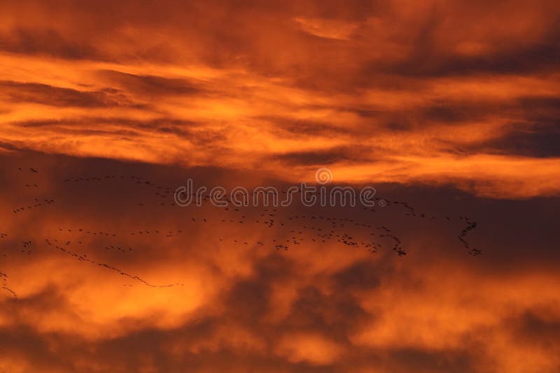 Skein of Geese in Sky with Firey Clouds at Sunset Stock Photo - Image ...