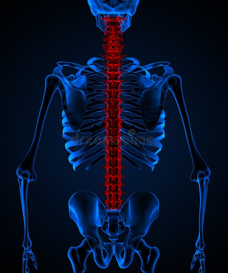 Skeletachtige rug stock illustratie. Illustration of grafiek - 4368545