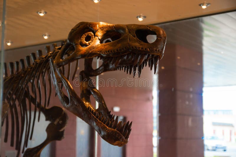 Skelet Van Dinosaurus in Museum Dinosaur Skeleton Redactionele ...