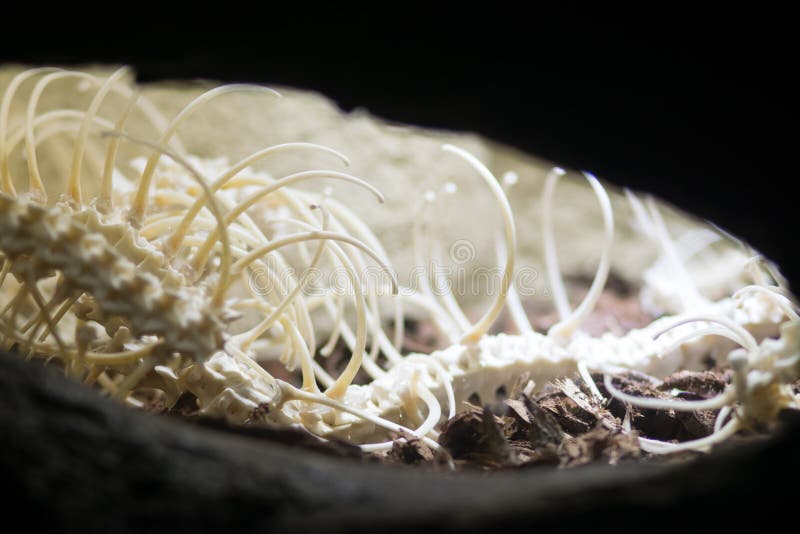 Het Skelet Van Slang Op De Achterachtergrond Stock Foto - Image of room ...