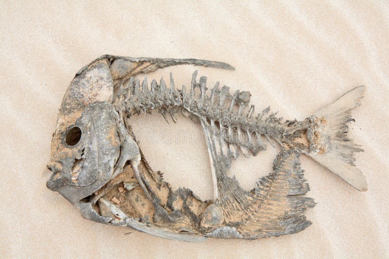 Het Skelet Van Een Vis in De Woestijn Stock Foto - Image of ...
