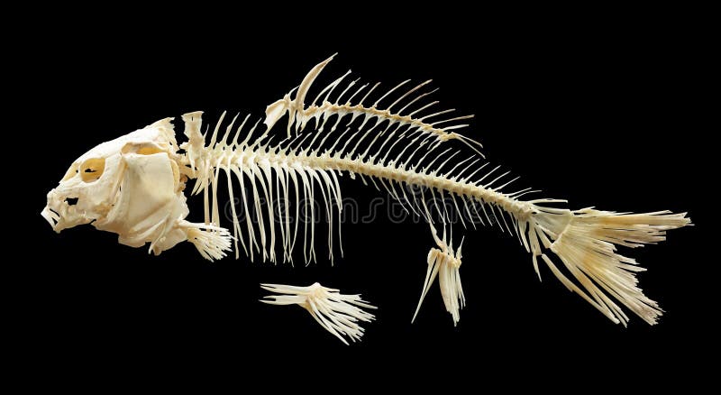 Skelet Van Vissen Over Zwarte Stock Afbeelding - Afbeelding bestaande ...