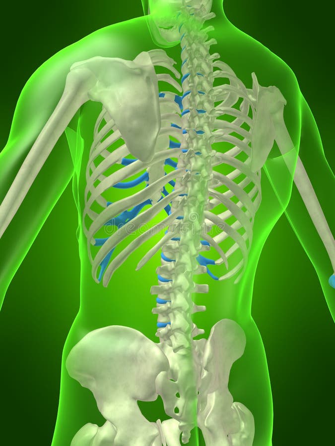 Menselijke Skeletachtige Knie Stock Illustratie - Illustration of pijn ...