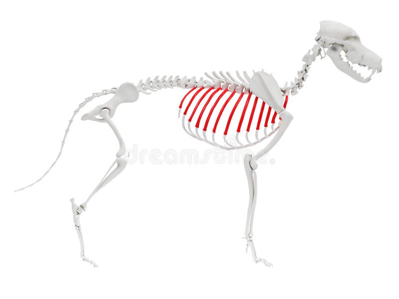 Skeletal anatomy - ribs stock illustration. Illustration of veterinary ...