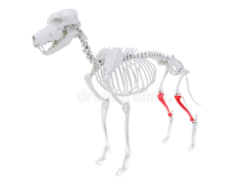 Skeletal anatomy - tibia stock illustration. Illustration of ...