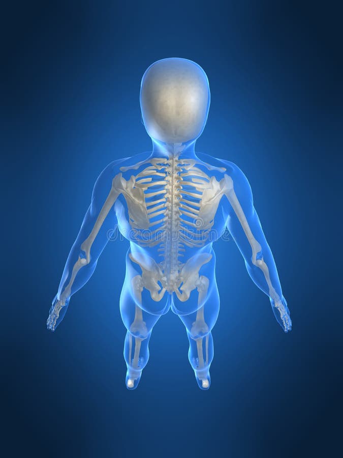 Skeletal back stock illustration. Illustration of biology - 2579975