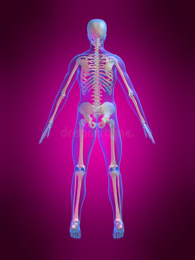 Skeletal back stock illustration. Illustration of medical - 2589893
