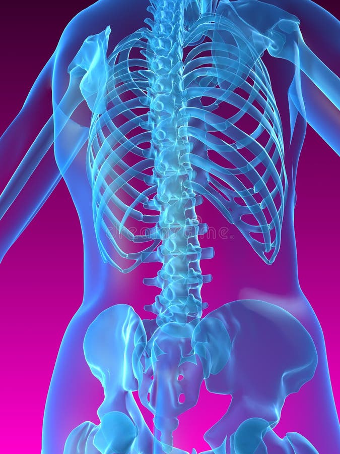 Skeletal back stock illustration. Illustration of spinal - 4215924