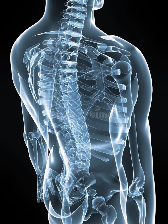 Skeletal back stock illustration. Illustration of skeleton - 5498978