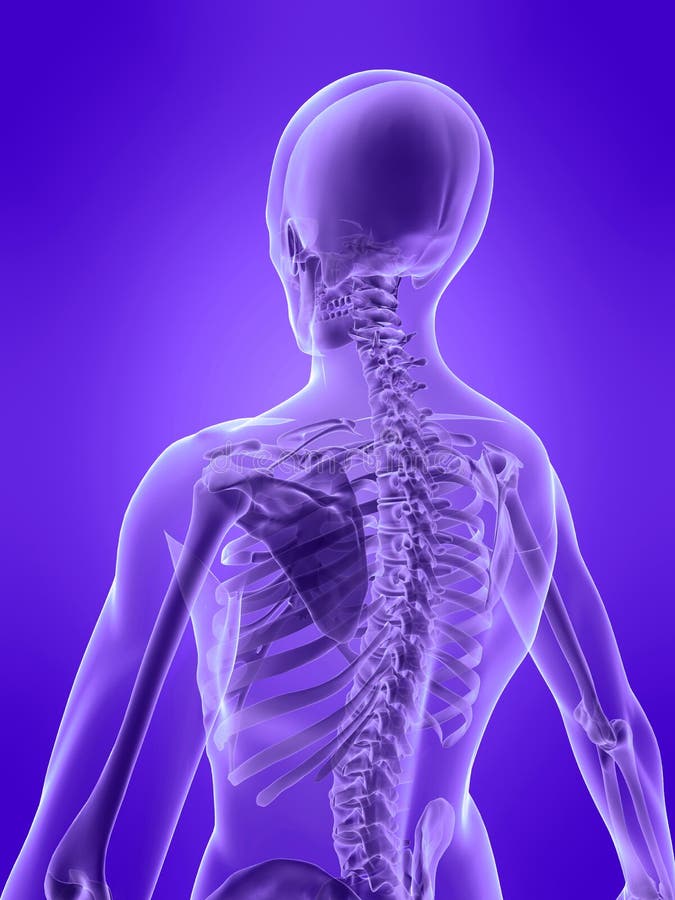 Skeleton Back Stock Illustrations – 11,649 Skeleton Back Stock ...