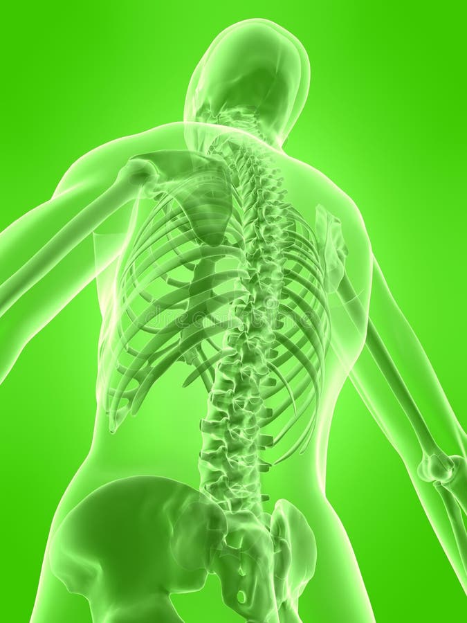 Skeletal back stock illustration. Illustration of anatomical - 4831569