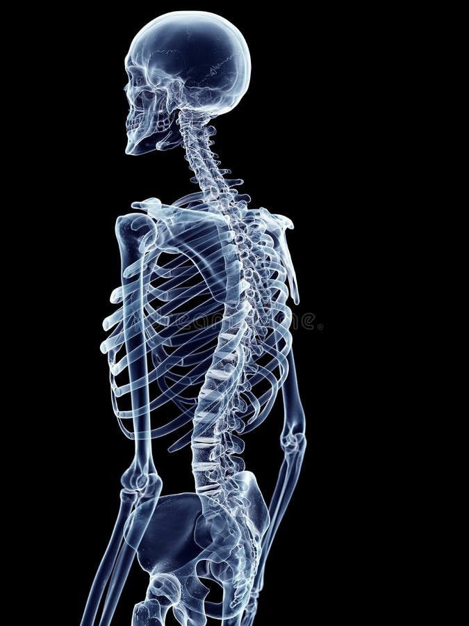 The skeletal back stock illustration. Illustration of skeleton - 56622084